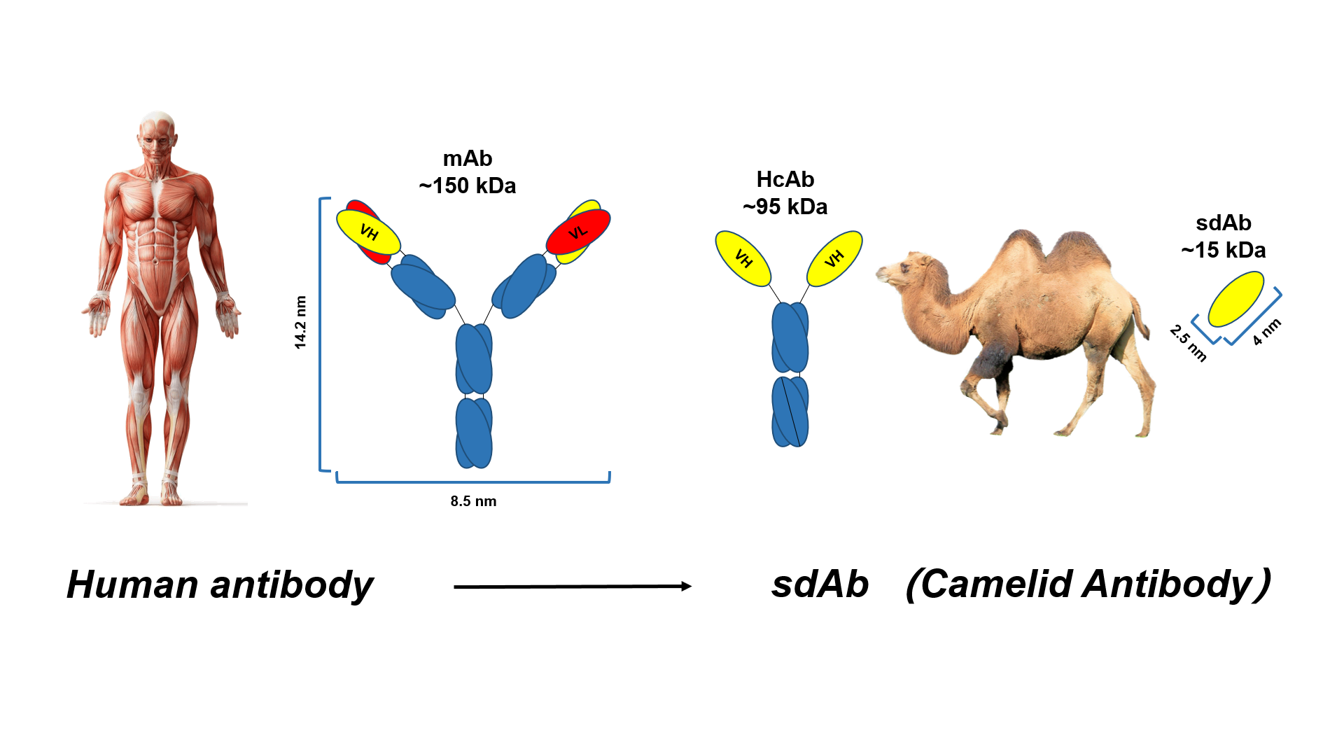 Platform – NanoMab